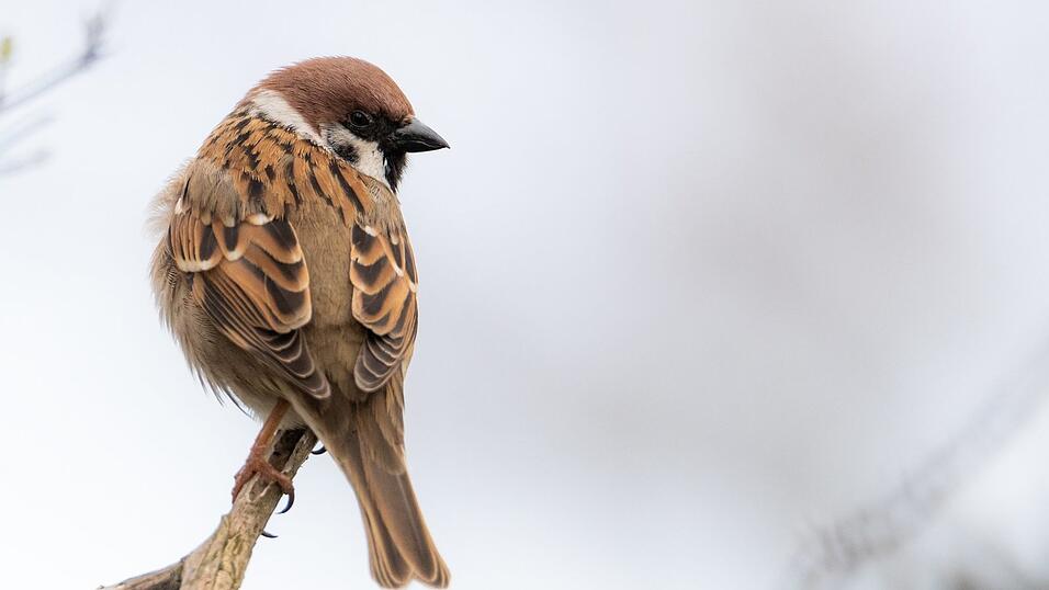 In Straubing wurden 30 verschiedene Vogelarten gezählt