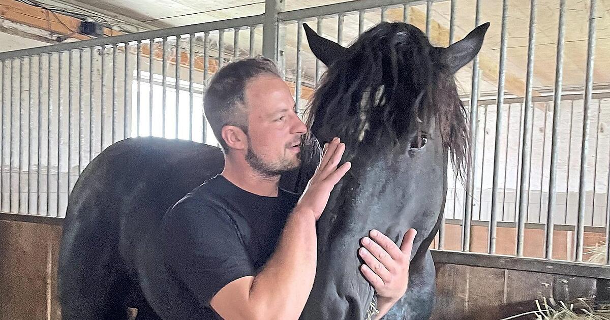 14 Pferde spannt Thomas Falter in Regen vor den Jubiläumswagen