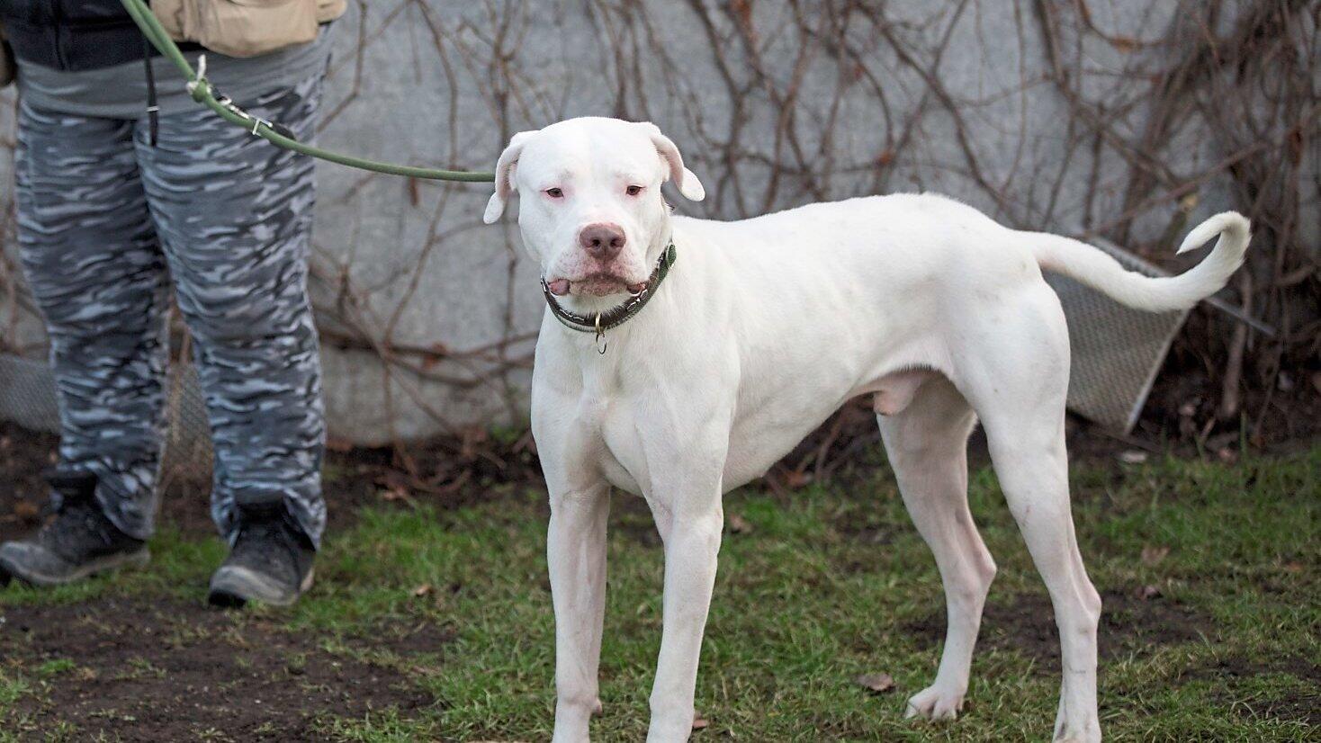 Große und Kampfhunde müssen an die Leine