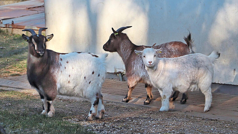 Kleiner Tierpark wird saniert und modernisiert