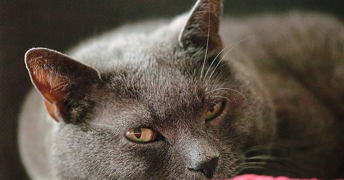 Im Sommer landen vermehrt Katzen im Tierheim Regensburg