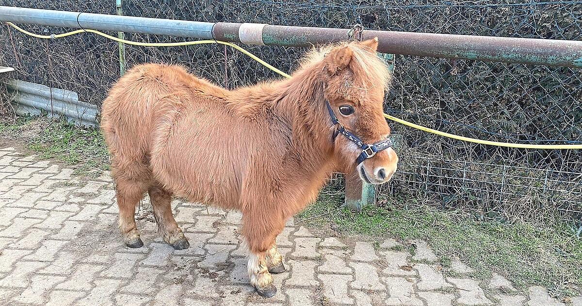 Mini-Pony Winnie aus Rattiszell ist in Not