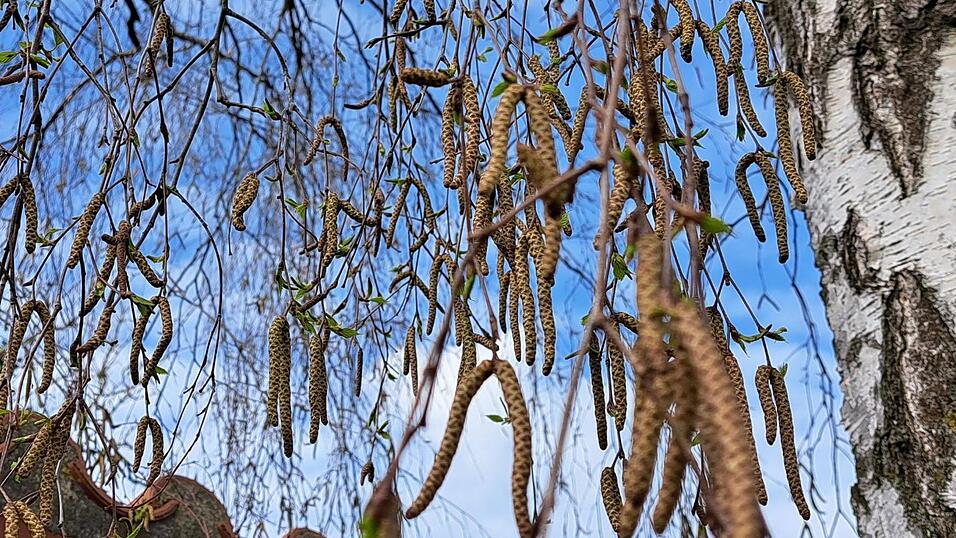 Augen von Allergikern tränen immer früher: Experten erklären, was hilft