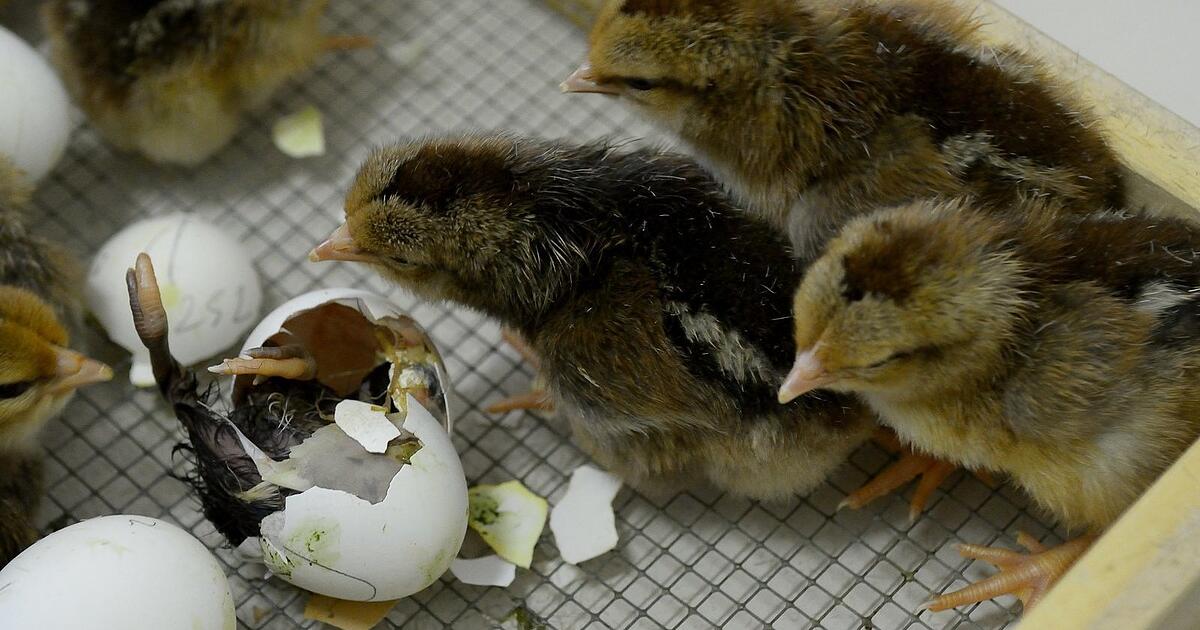 „Piepsi“ und seine 199 Geschwister