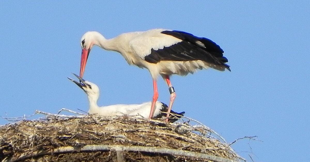 Die Chamer Störche sind zurück am Straubinger Turm