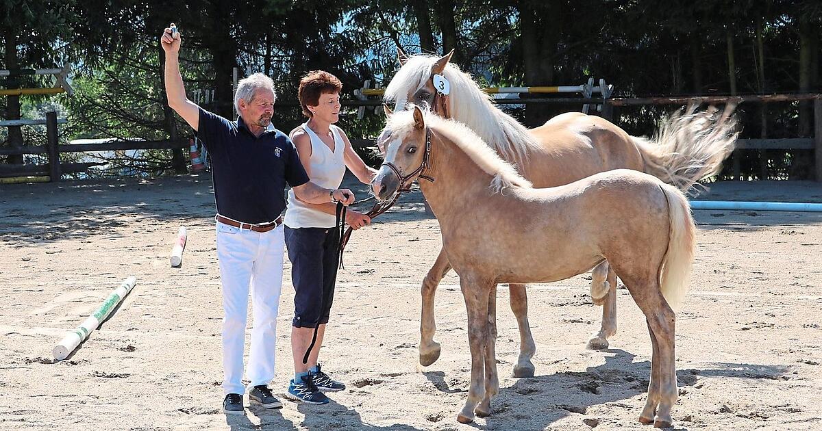 Fohlenschau am Finkenhof in Untergrafenried: Starino II ist ein Star