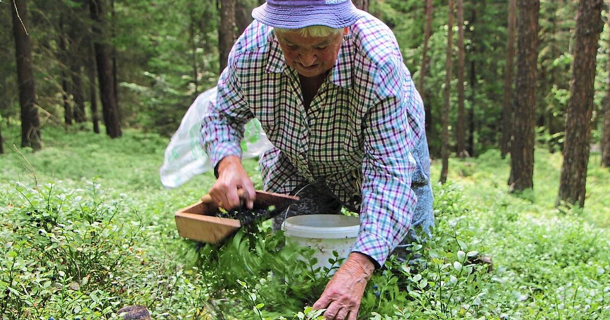 Mit Frieda Fischer 'in de Hoiba'