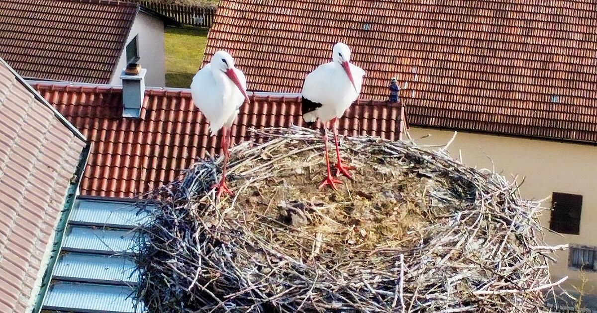 Die Adebare haben sich in Furth eingerichtet