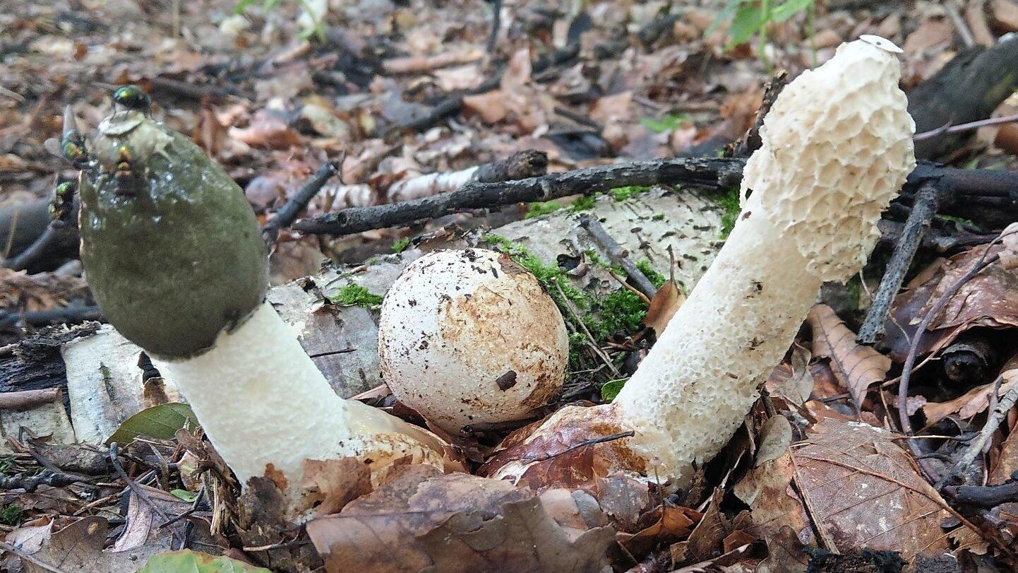 Gewöhnliche Stinkmorchel