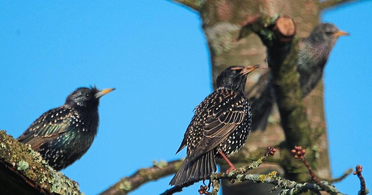 Alle Vögel sind schon da