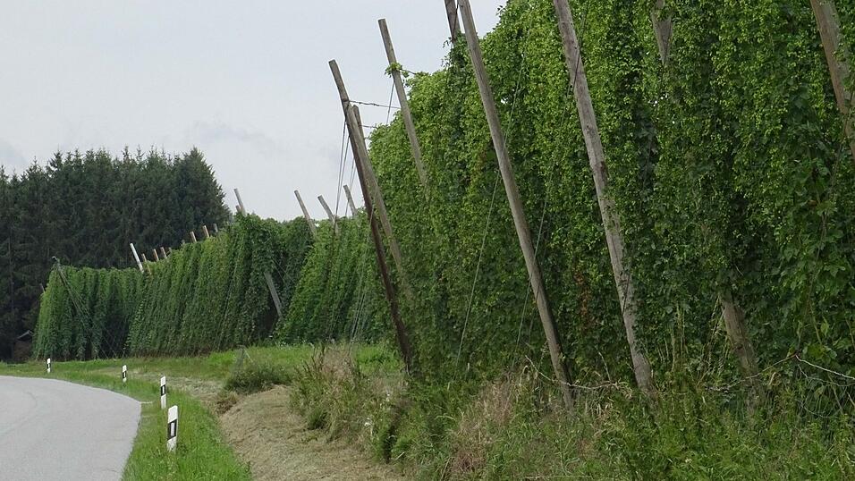 Zweite Amtszeit für Hopfenkönigin Theresa