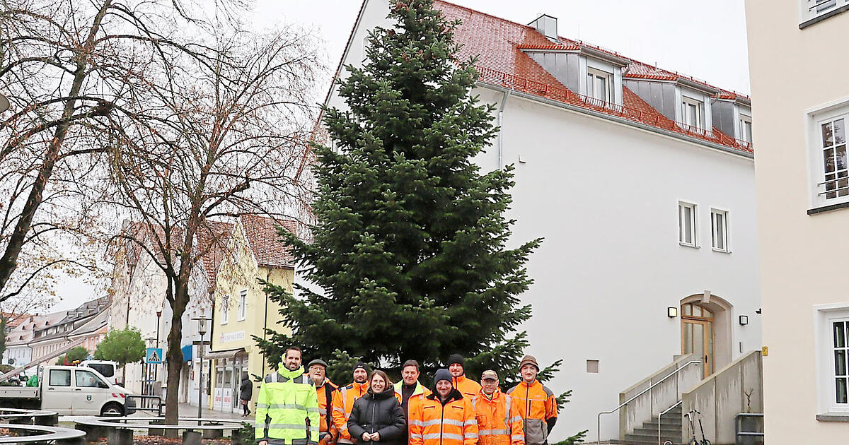 Elf Meter hohe Tanne: Christbaum der Stadt Bogen aufgestellt