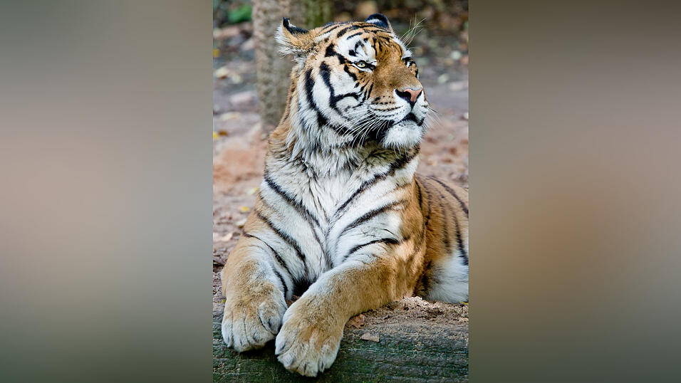 Straubinger Tiger Cornelius ist tot