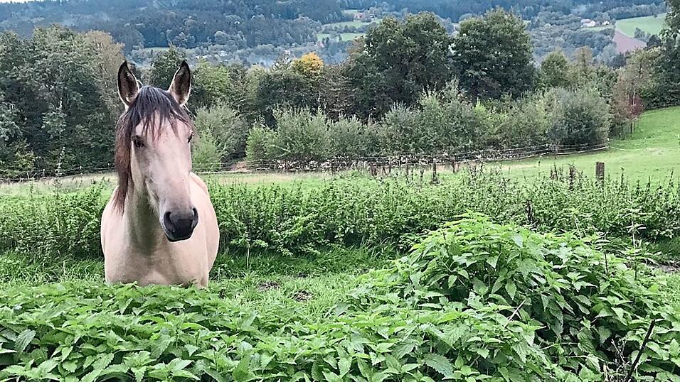 Wie die Pferde von Tanja Bach zu Therapeuten wurden