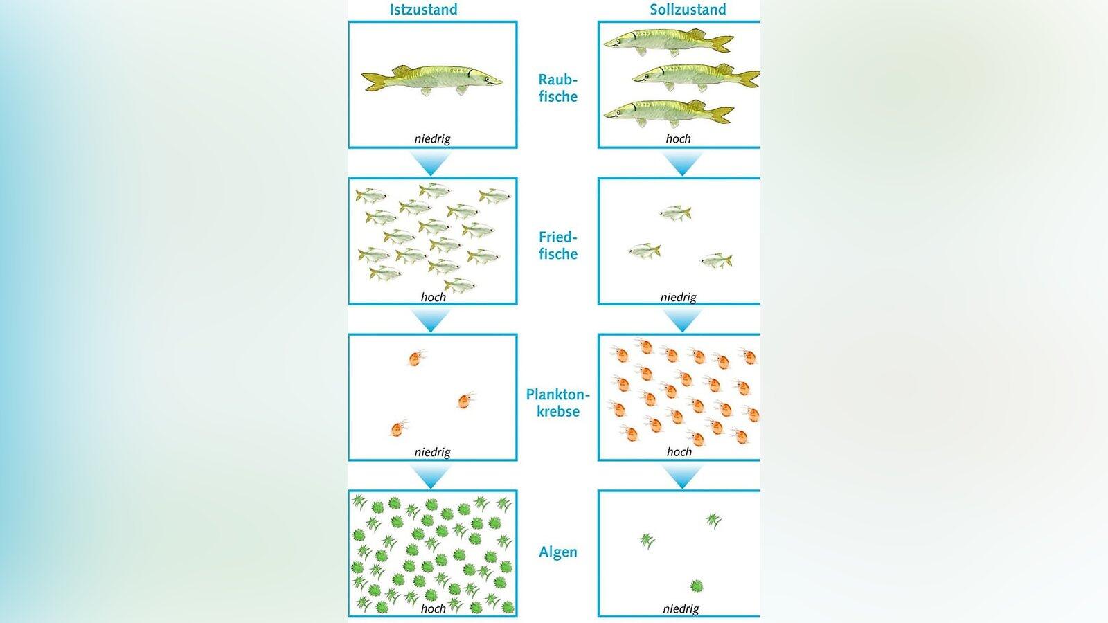 Mit Biomanipulation gegen Algenplage