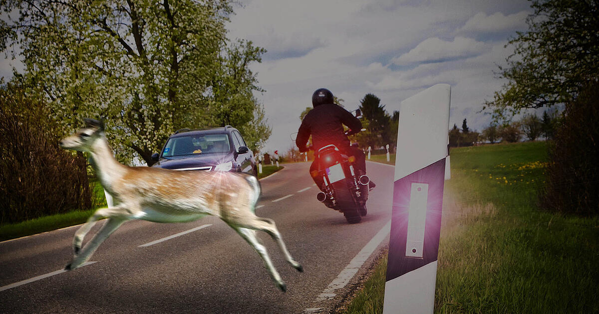 So verhält man sich im Falle eines Wildunfalls richtig