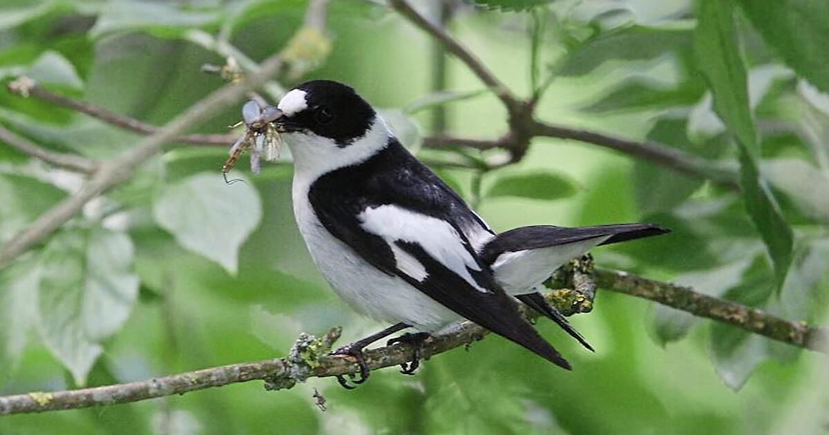 Seltene Vogelart siedelt sich an