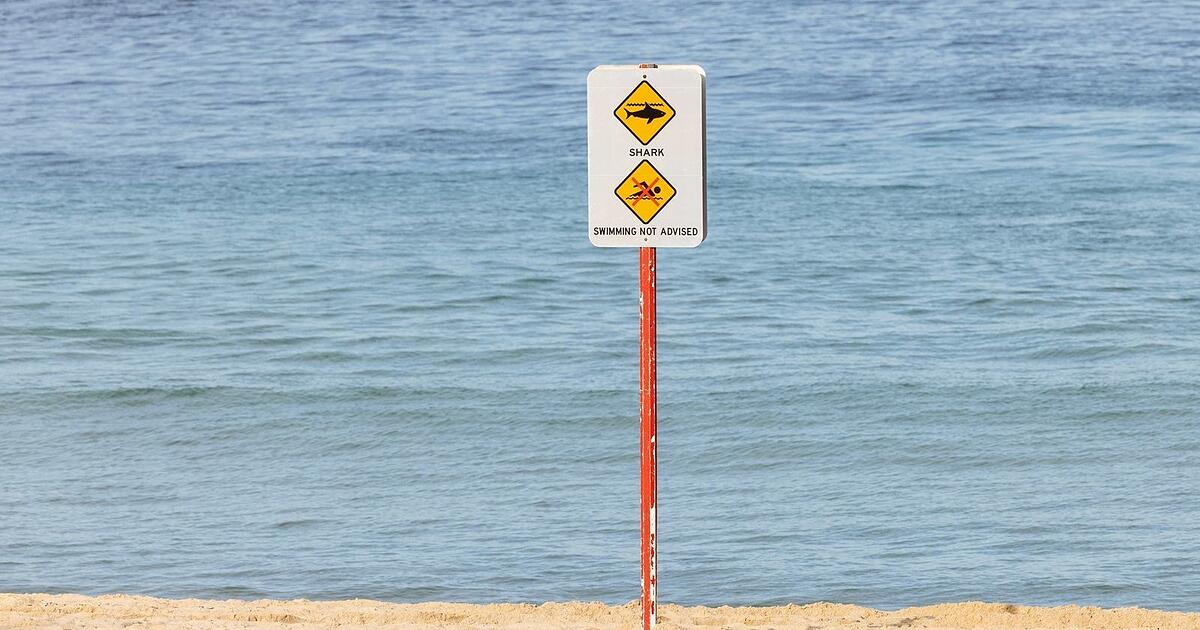 Zwischen Angst und Artenschutz: Australiens Hai-Dilemma