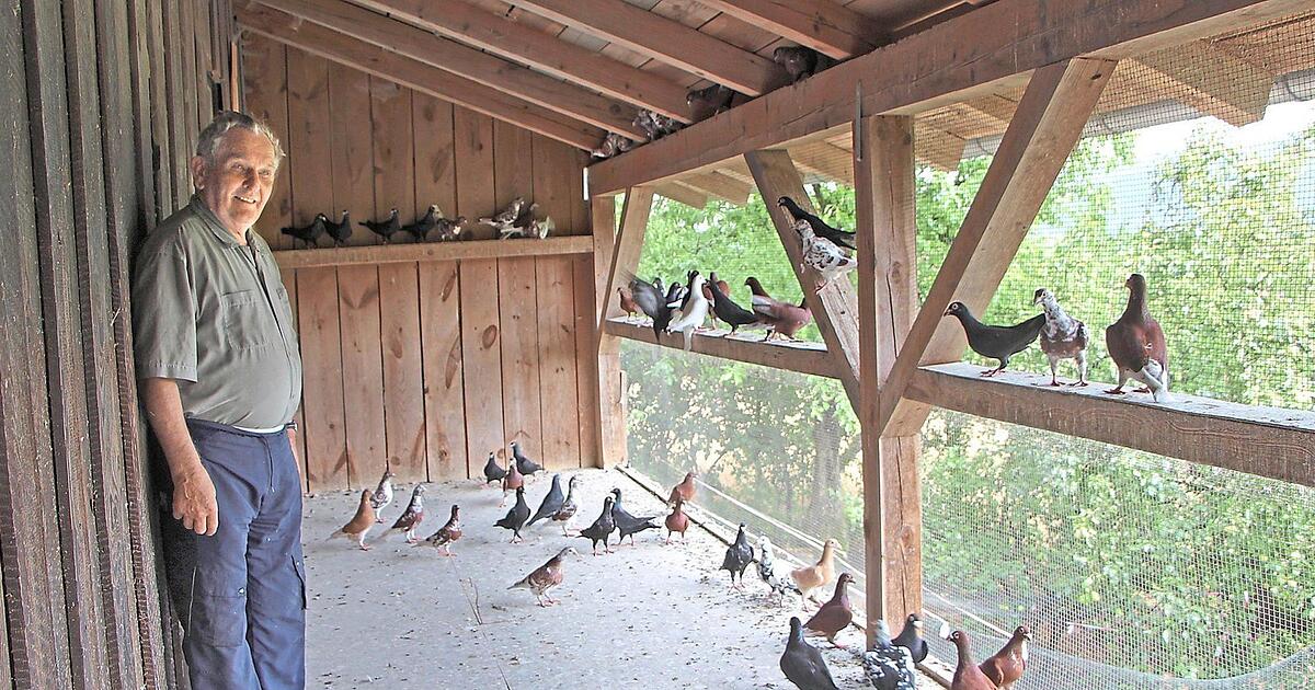 Michael Robl aus Voggendorf züchtet sein Leben lang Brieftauben