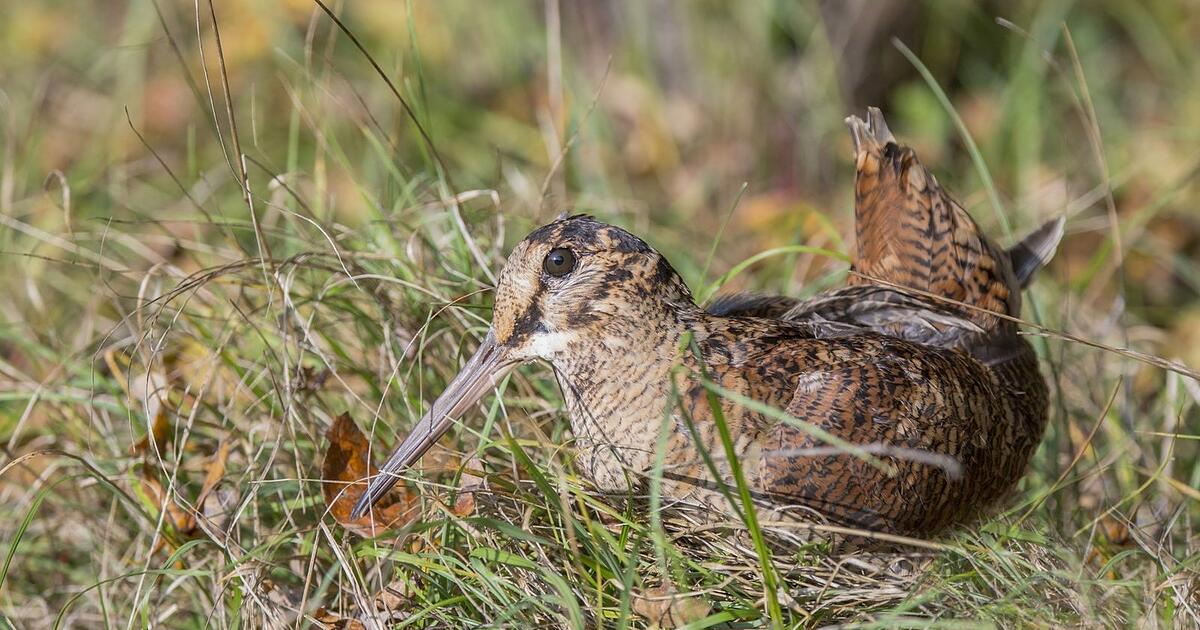 Große Sorge um die scheuen Waldschnepfen