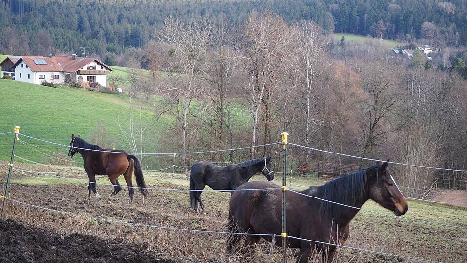 Wie die Pferde von Tanja Bach zu Therapeuten wurden