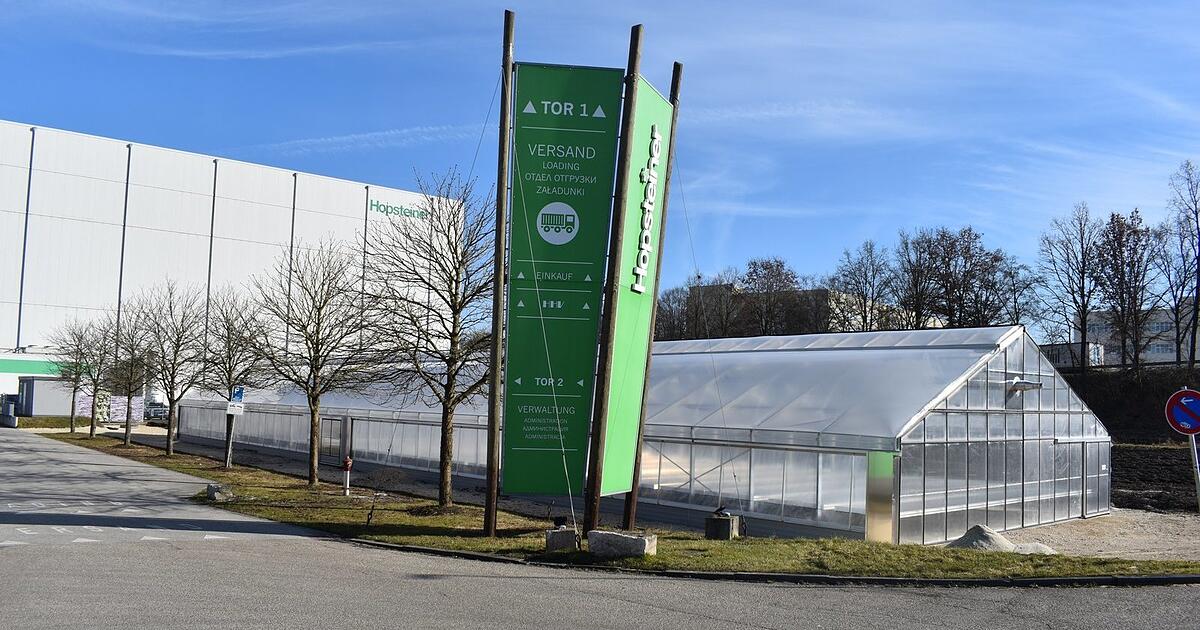 Hopsteiner setzt beim Hopfen auf eigenes Pflanzgut