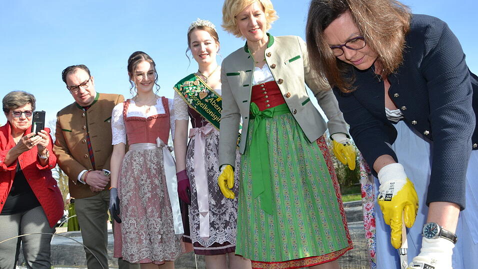 Ilse Aigner sticht den ersten Abensberger Spargel an