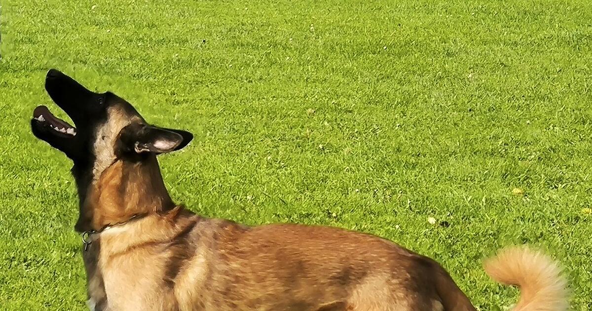 Randnotiz: Lebendige Sachen