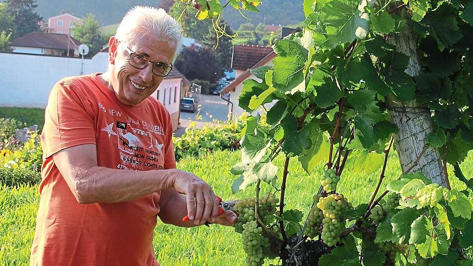 Im Herbst steigt das Weinlese-Fieber