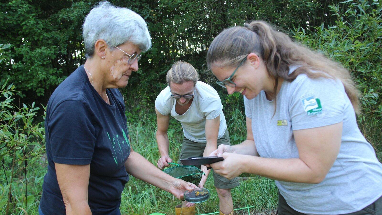 Eine Sandgrube bei Rötz gibt Gelbbauchunken eine neue Heimat