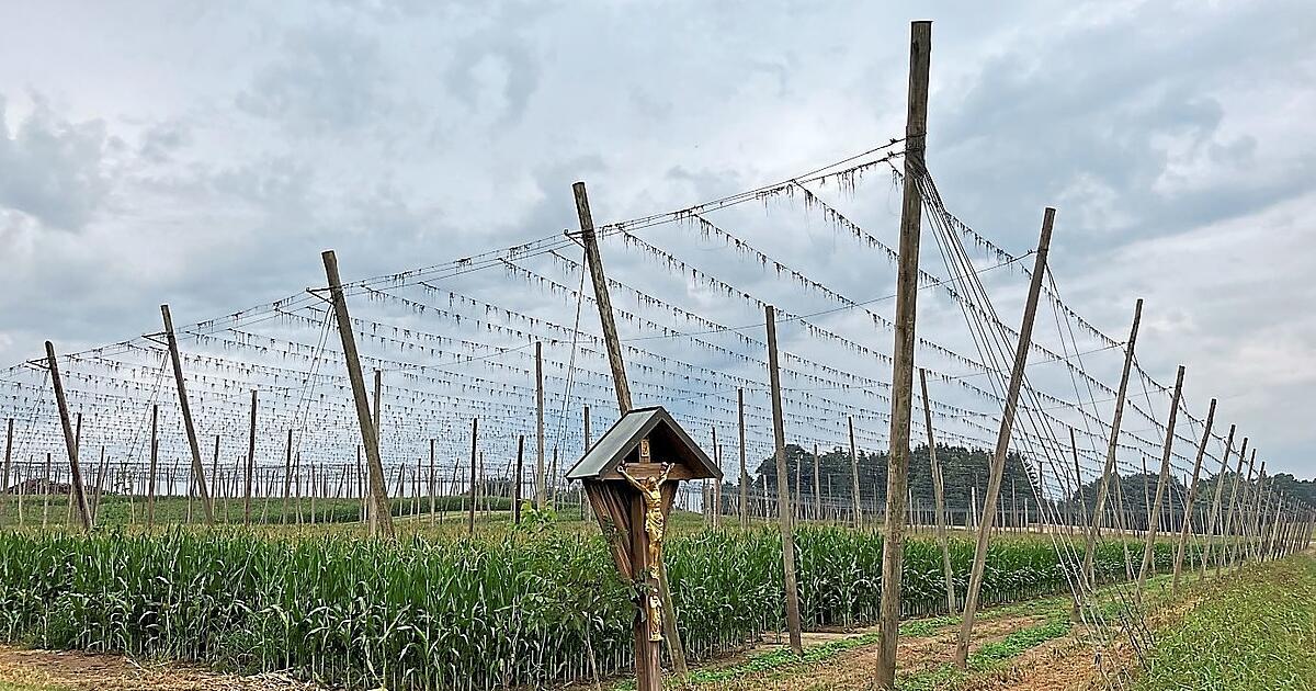 Hallertau: Unterdurchschnittliche Hopfenernte