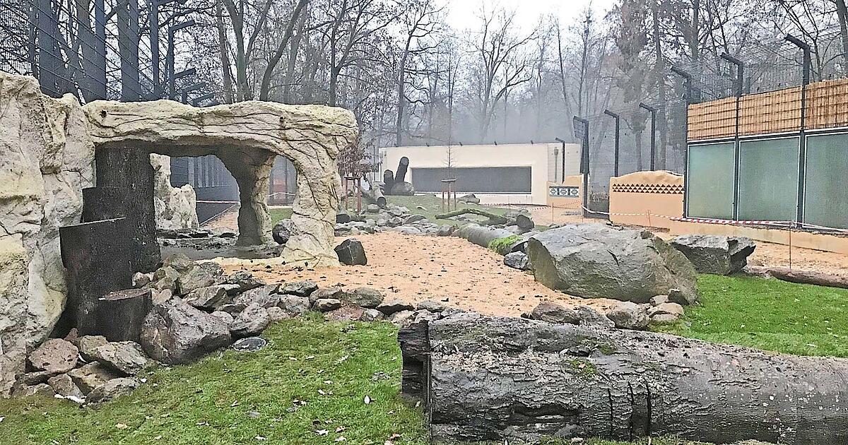 Ende Januar kommen die Löwen zurück
