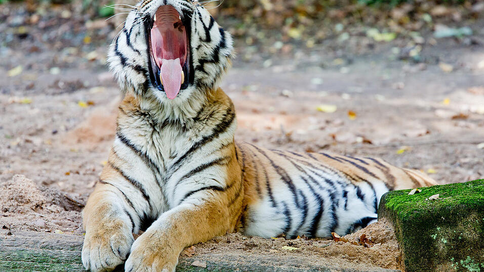 Straubinger Tiger Cornelius ist tot