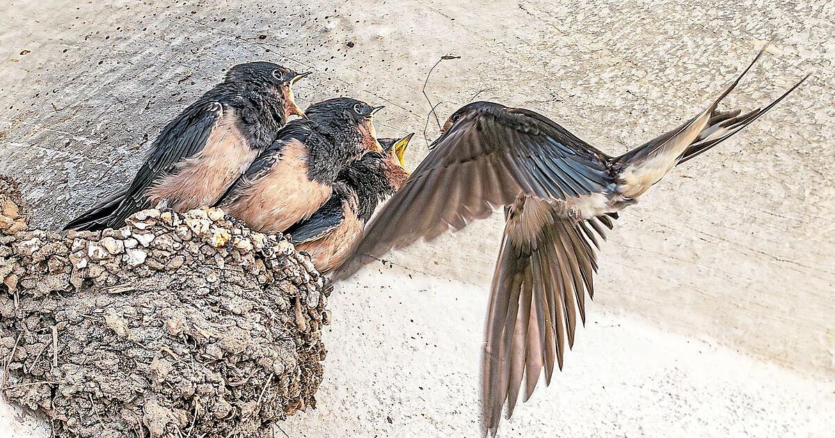 Hungrige Schwalben kurz vorm großen Abflug aus Landshut