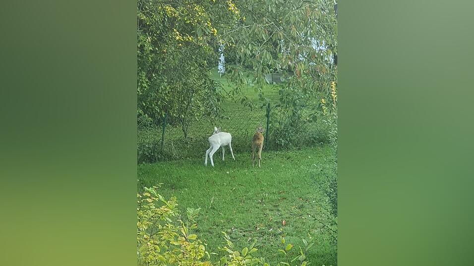 Plötzlich stand ein weißes Reh im Garten