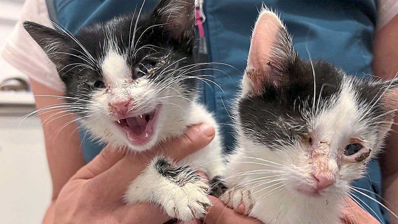 'Cats and Dogs in Not' will besseren Umgang mit Streunern in Landshut