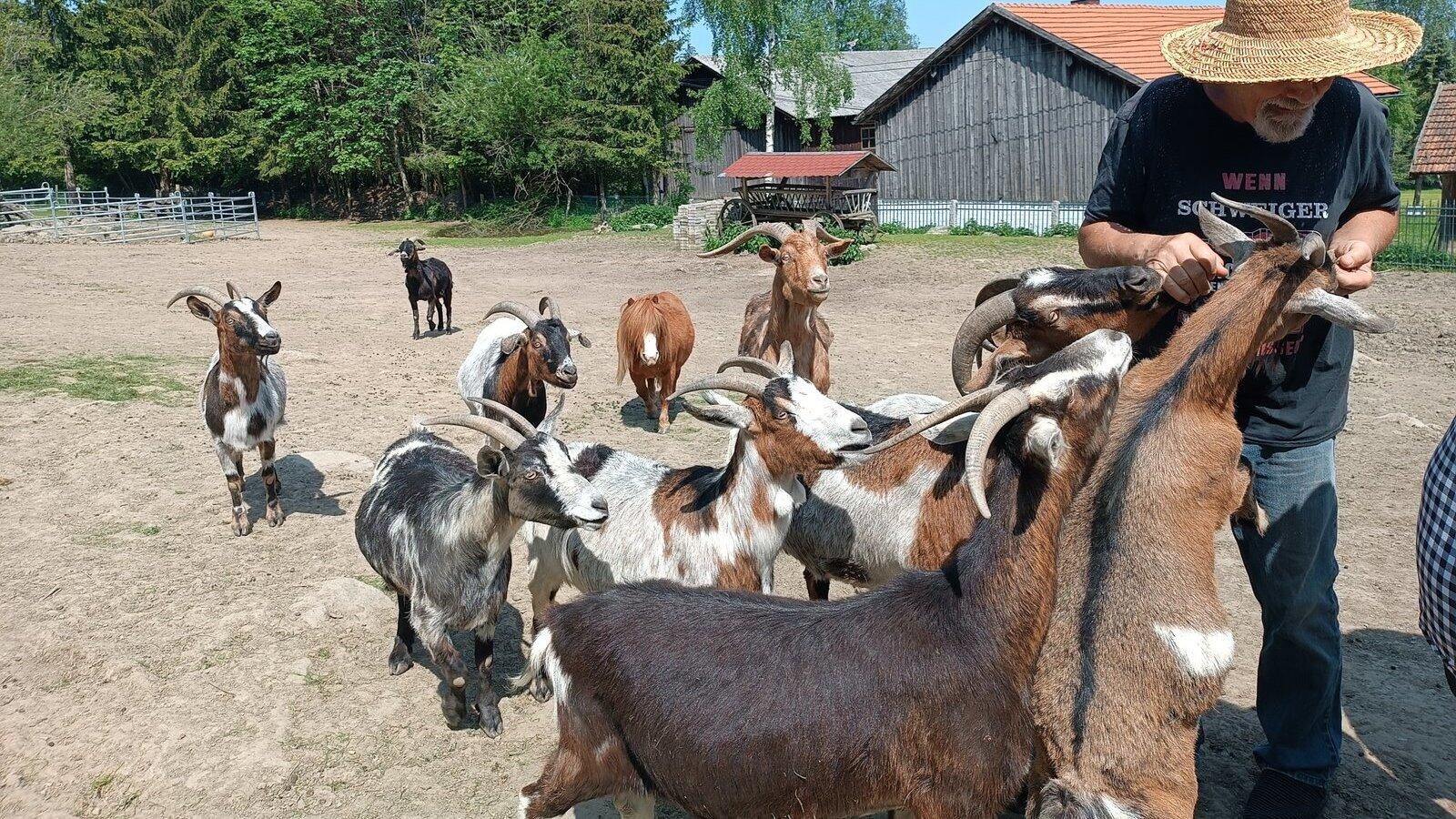 Ein Altenheim für Nutztiere beim Tiergnadenhof in Zell