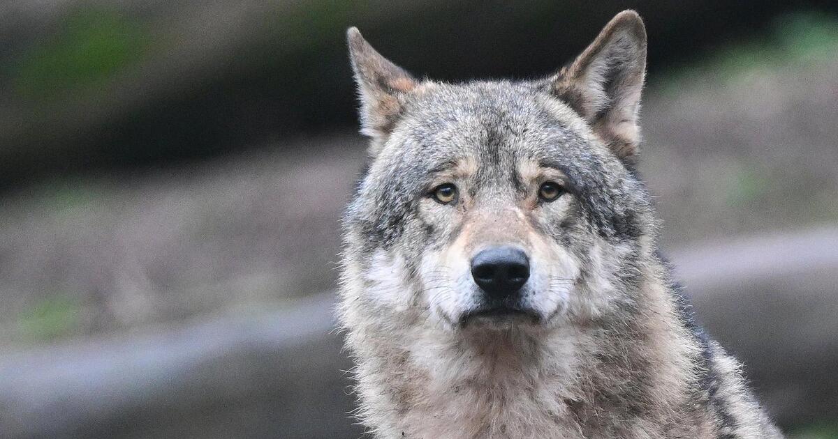 Die Grundsatzfragen gehen weit über den Wolf hinaus