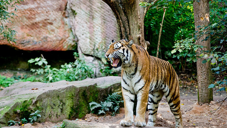 Straubinger Tiger Cornelius ist tot