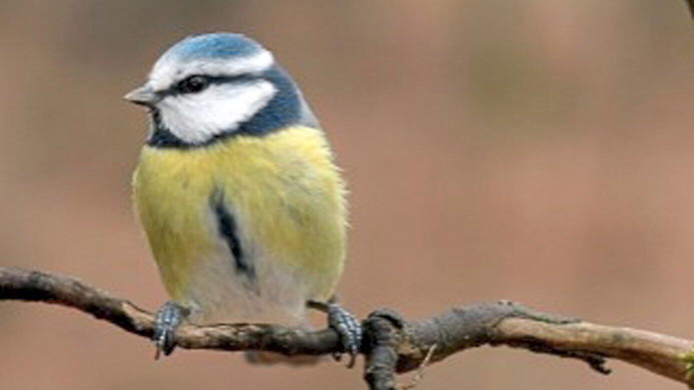 'Stunde der Gartenvögel': Vögel zählen am Himmelfahrts-Wochenende
