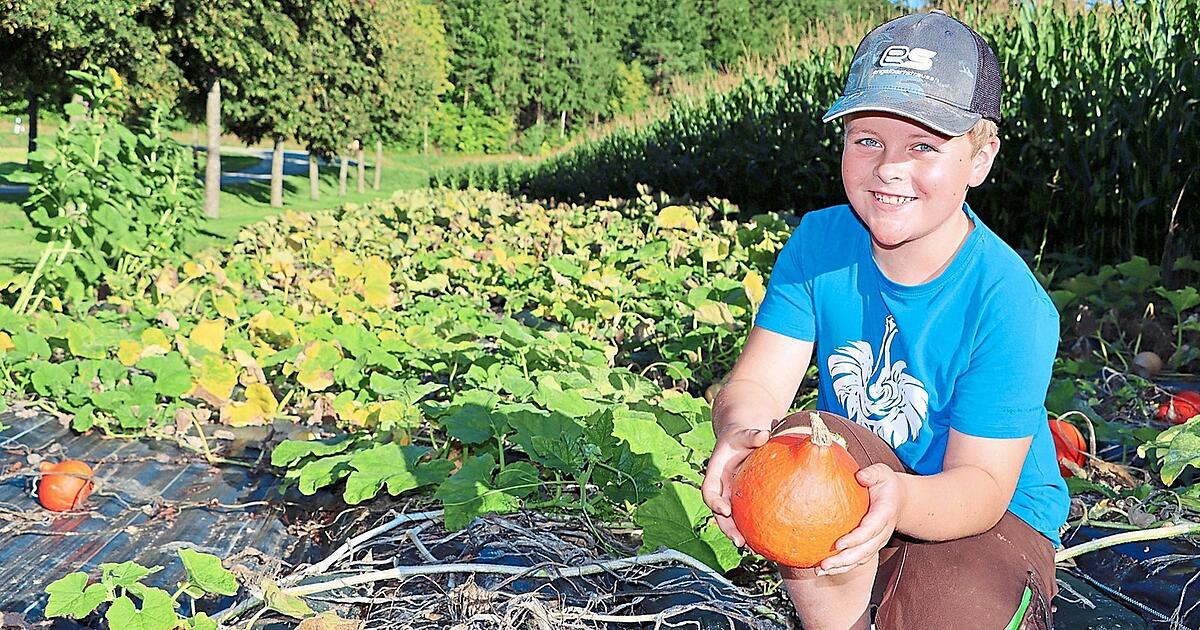 Achtjähriger aus Pilsting baut Kürbisse an und hilft beim Verkauf