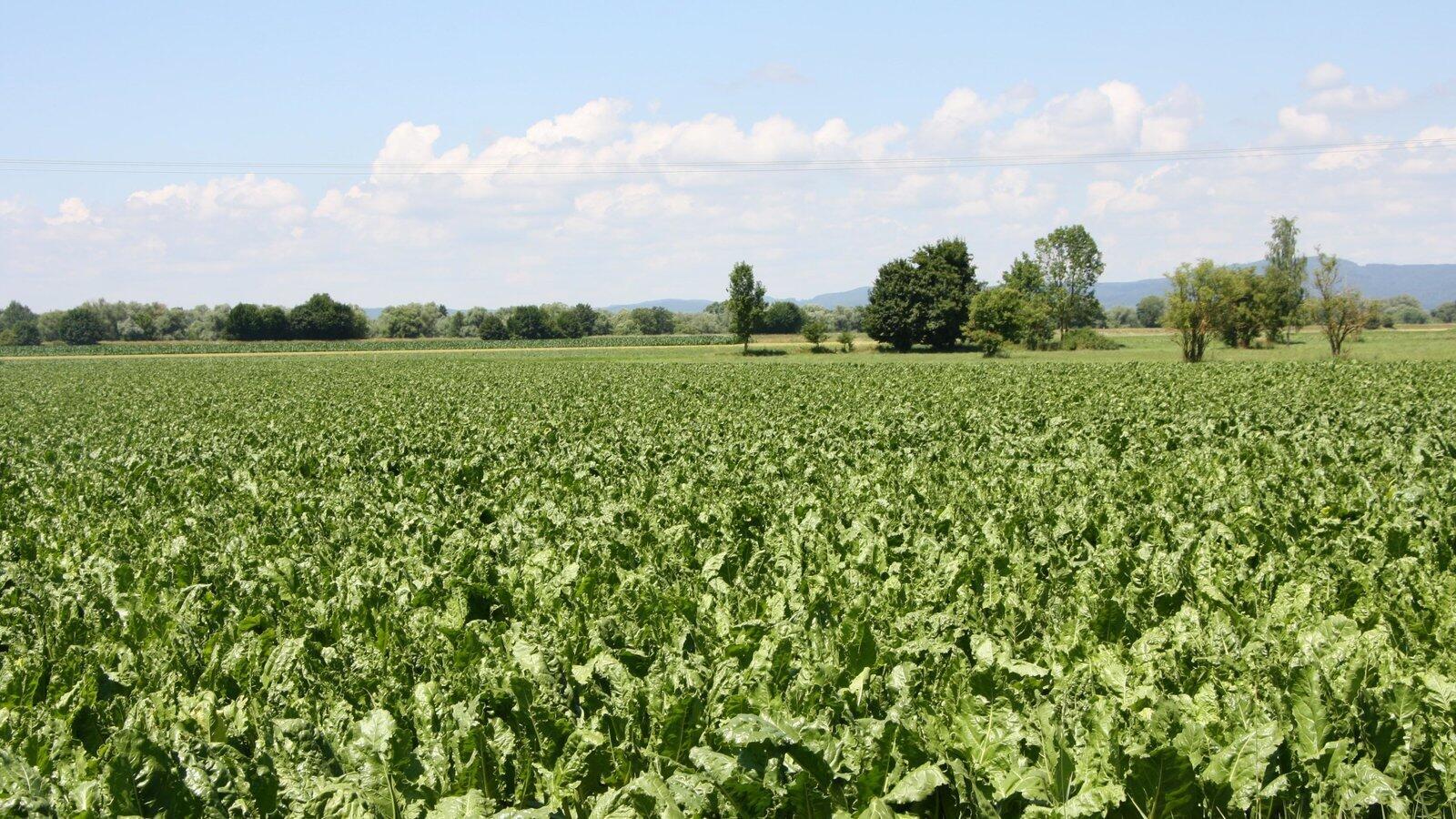 Planfeststellungsverfahren zum Flutpolder Öberauer Schleife beantragt