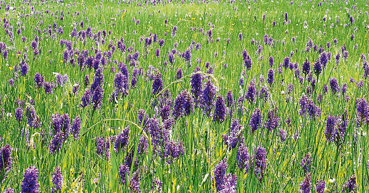 Landschaftspflege im Landkreis Straubing-Bogen in Gefahr