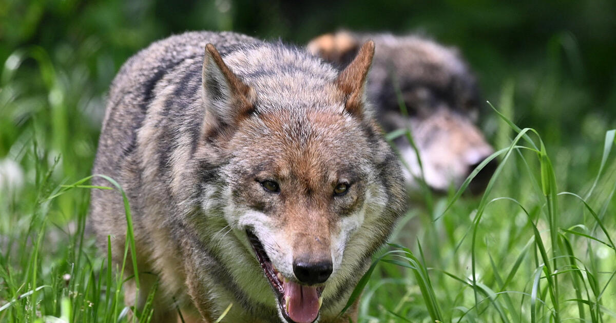 Tier bei Aham ist ein Wolf